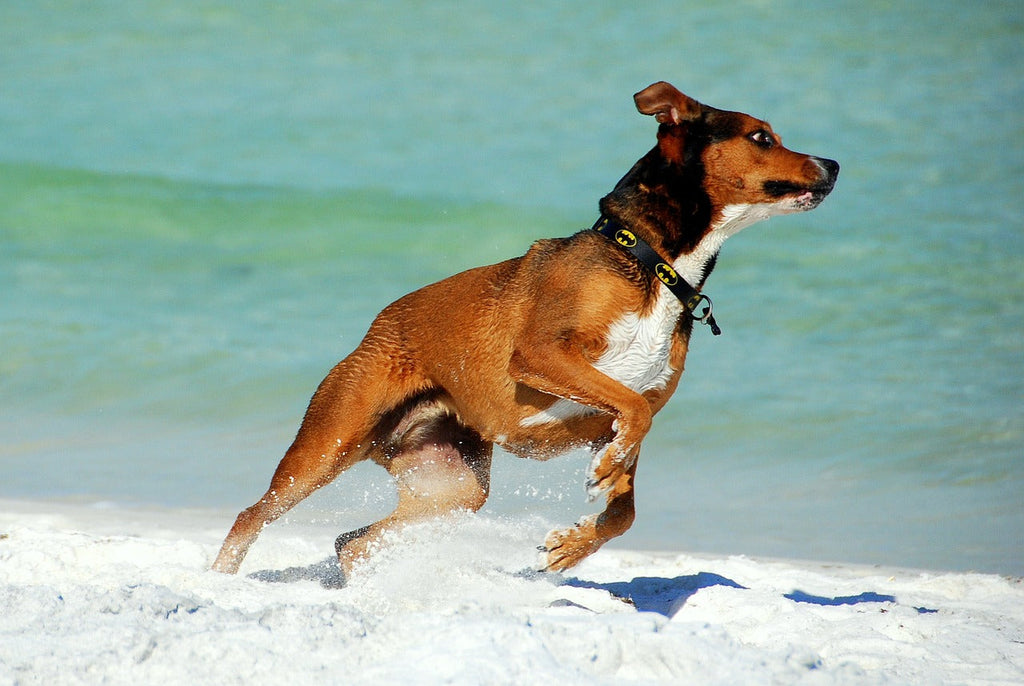 What are Dog Leg Strains & Sprains? | Lick Sleeve – Australia Lick Sleeve